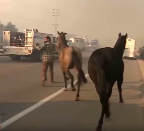 Senior horse charges dangerous flames on a mission to save granddaughter