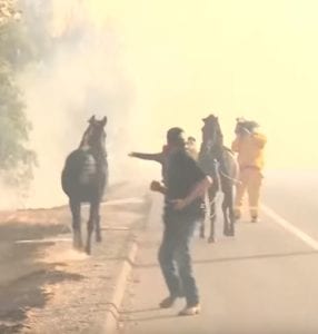 Senior horse charges dangerous flames on a mission to save granddaughter