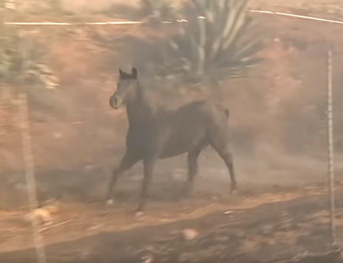 Senior horse charges dangerous flames on a mission to save granddaughter
