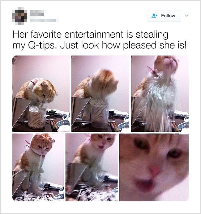 50 Tweets that prove that pets change our lives for the better