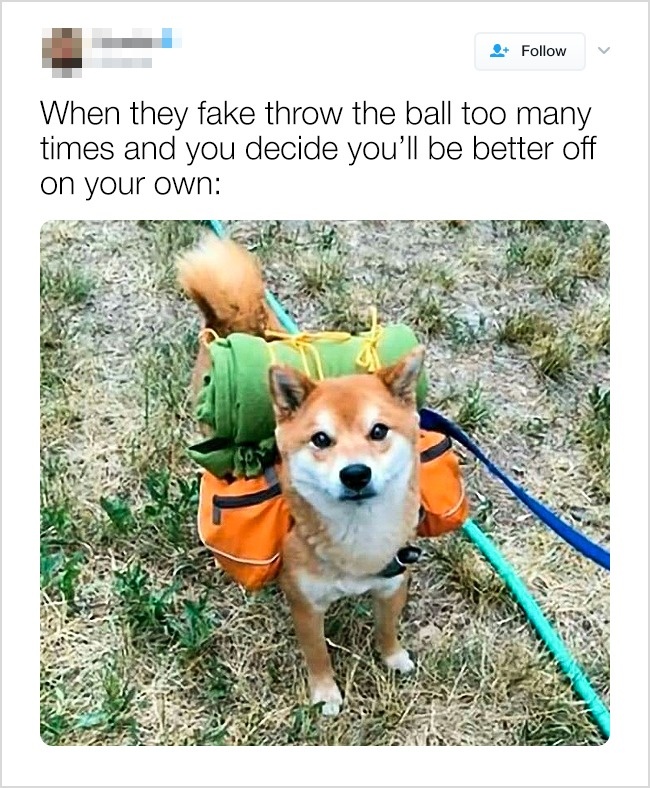 50 Tweets that prove that pets change our lives for the better