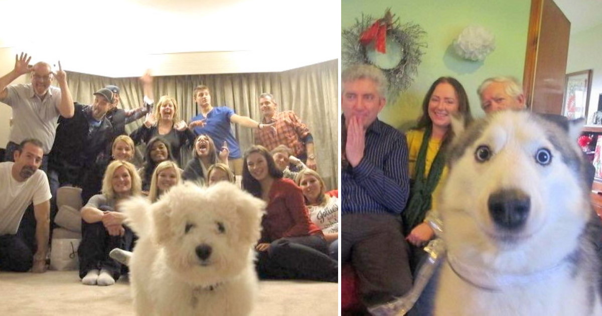 Dogs Who Are Masters At Photobombing
