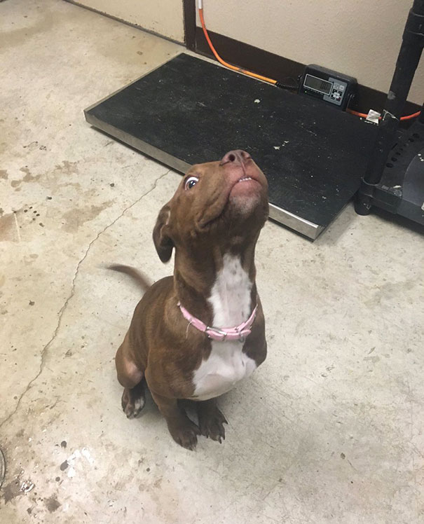 75 Really Hungry Dogs Begging For Food