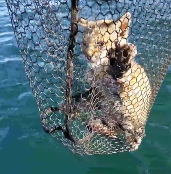 Family out fishing spots a figure drifting – get closer and see it’s a ...