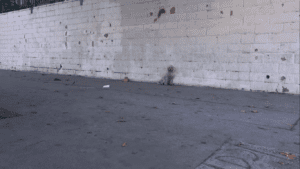 Scared poodle realizes she is being rescued, has most beautiful ...