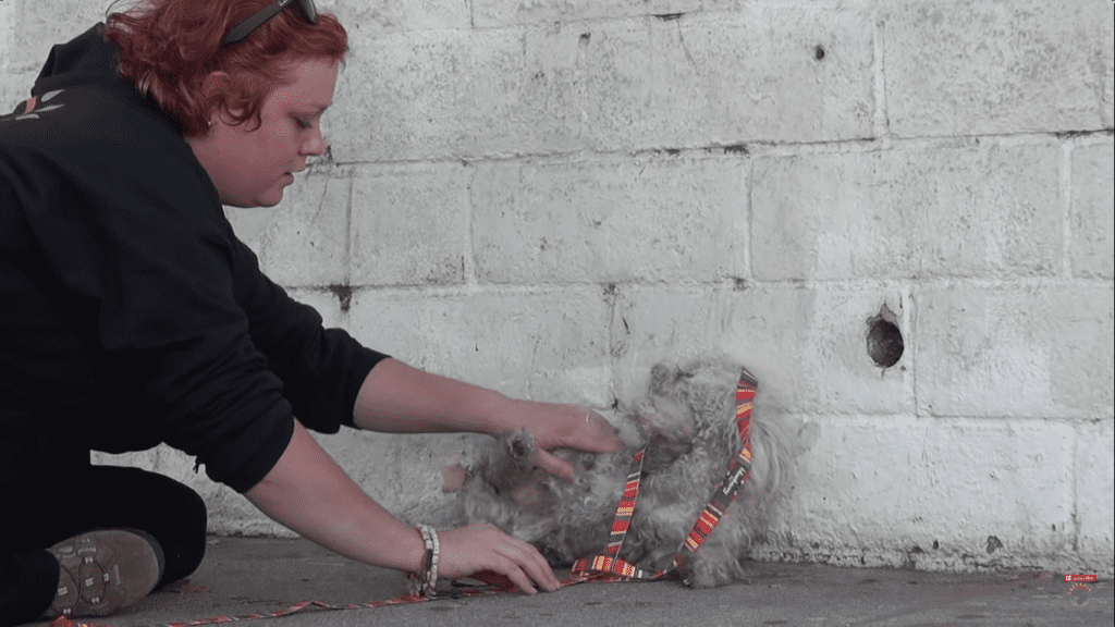 Scared poodle realizes she is being rescued, has most beautiful ...