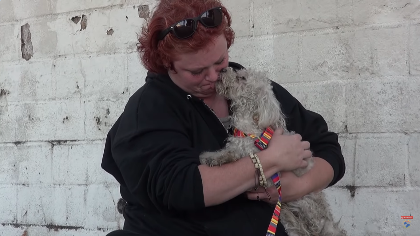 Scared poodle realizes she is being rescued, has most beautiful ...