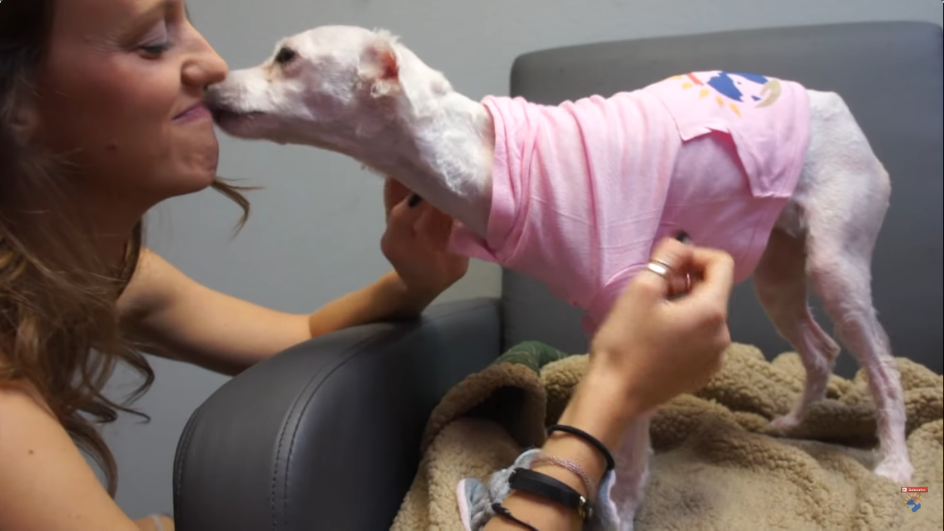Scared poodle realizes she is being rescued, has most beautiful ...
