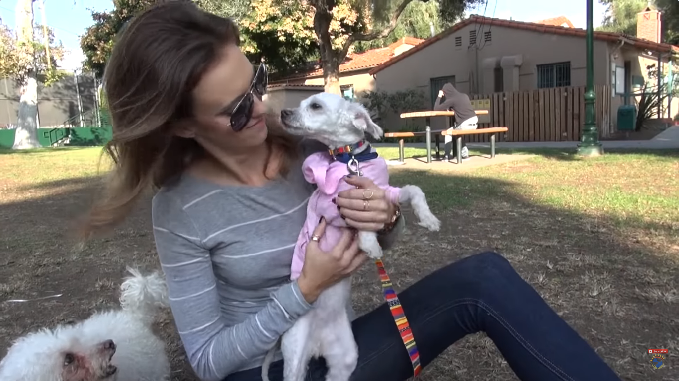 Scared poodle realizes she is being rescued, has most beautiful ...