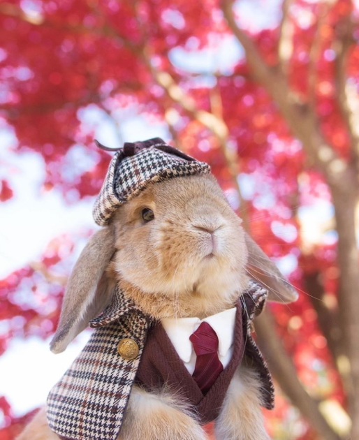 Bunny rabbit is impeccably dressed – models adorable outfits created ...