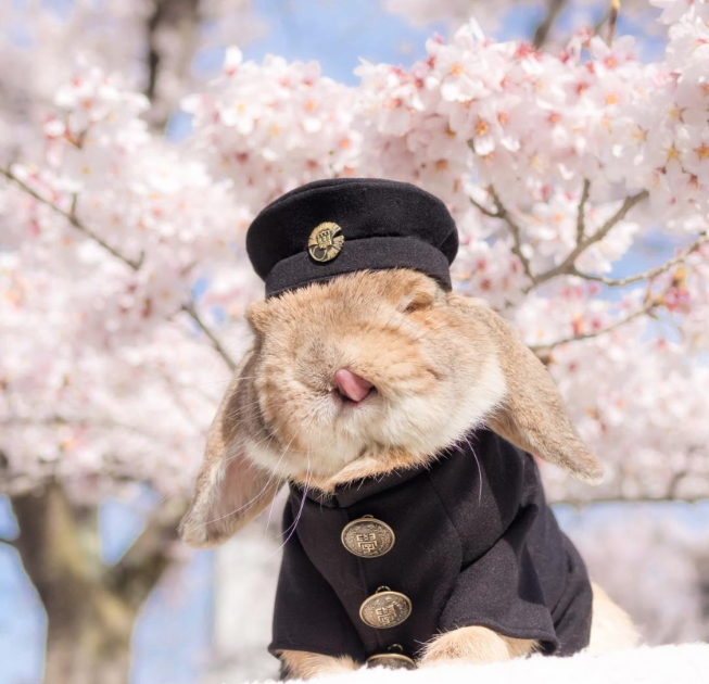 Bunny rabbit is impeccably dressed – models adorable outfits created ...