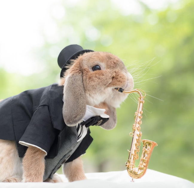 Bunny rabbit is impeccably dressed – models adorable outfits created ...