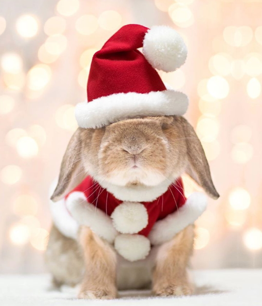 Bunny rabbit is impeccably dressed – models adorable outfits created ...