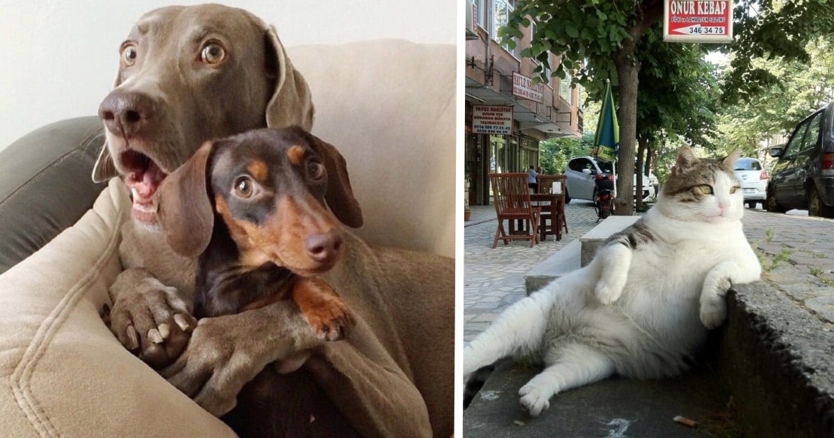 50 Times animals behaved like people to the point we couldn’t help but ...