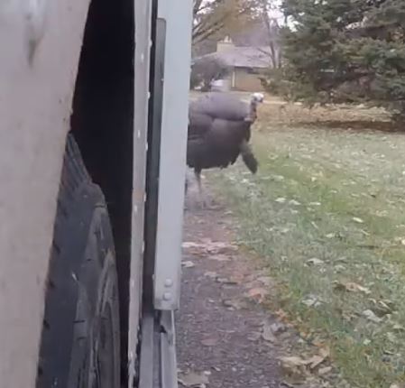 Mailman "stalked" by wild turkey must carry protection on route