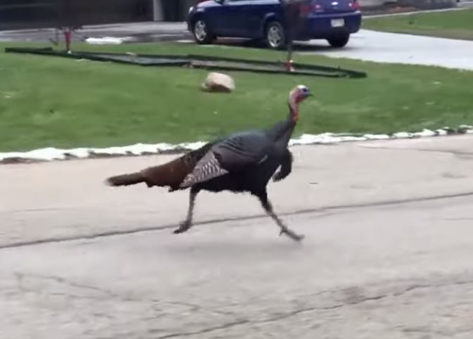Mailman "stalked" by wild turkey must carry protection on route