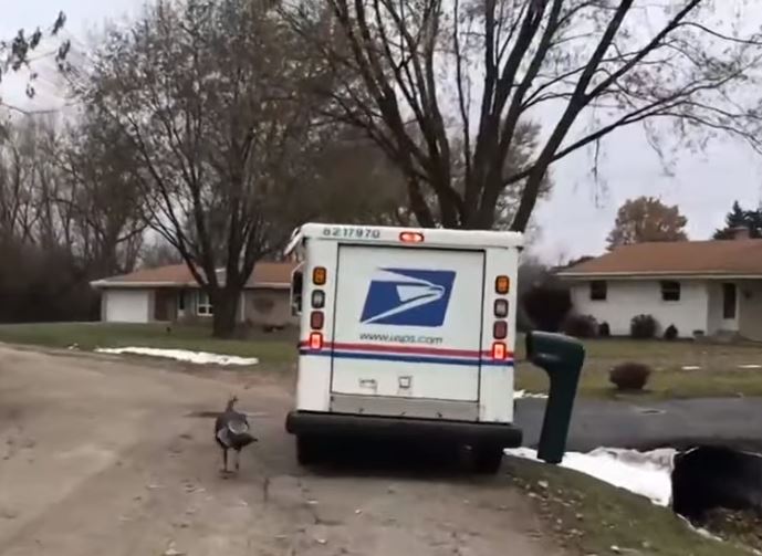 Mailman "stalked" by wild turkey must carry protection on route