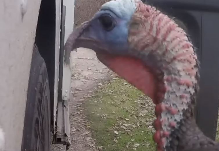 Mailman "stalked" by wild turkey must carry protection on route