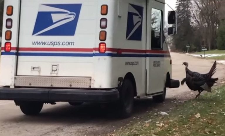 Mailman "stalked" by wild turkey must carry protection on route