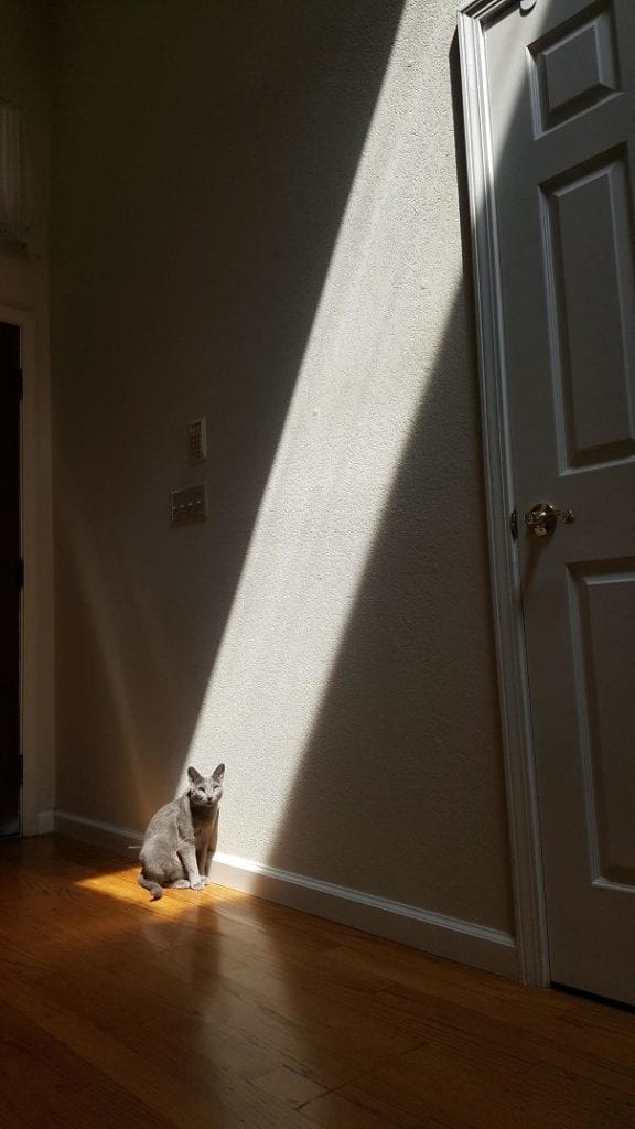 75 cats that go to great lengths to lay in the sun