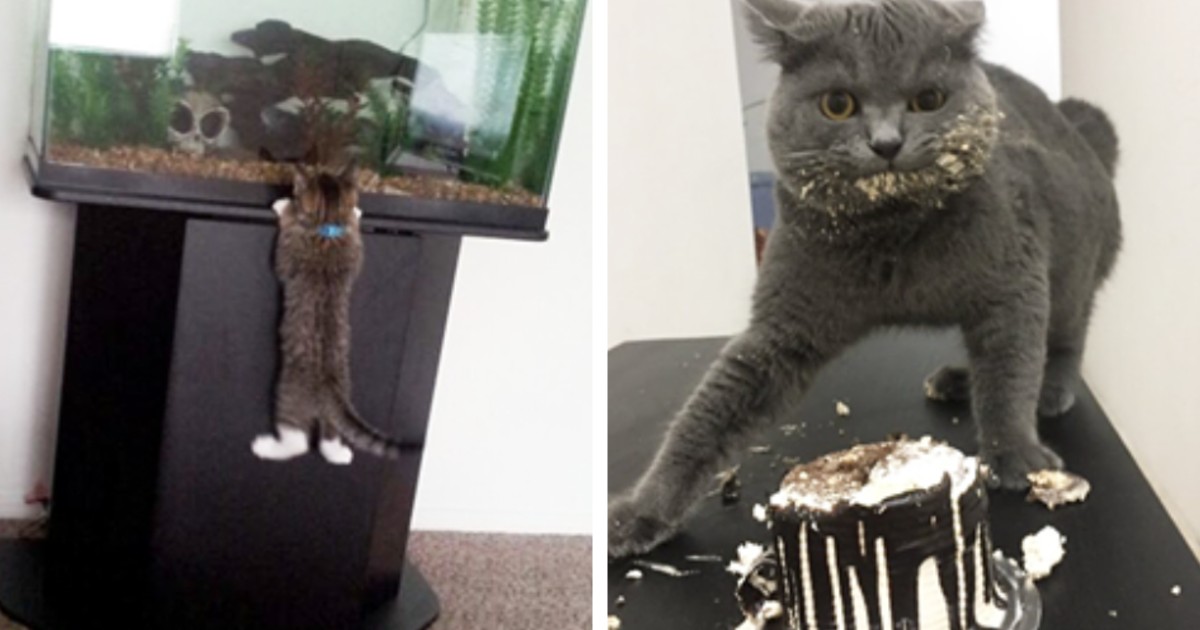 75 times cats were caught redhanded