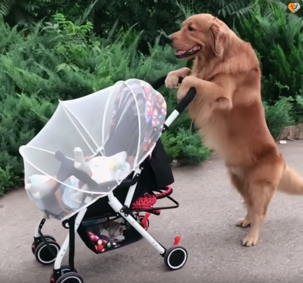 Golden Retriever Is A Devoted Caretaker To New Baby In The House