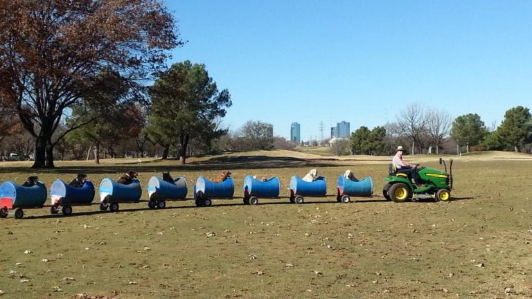Man rescues stray dogs then takes them on adventurous train ride