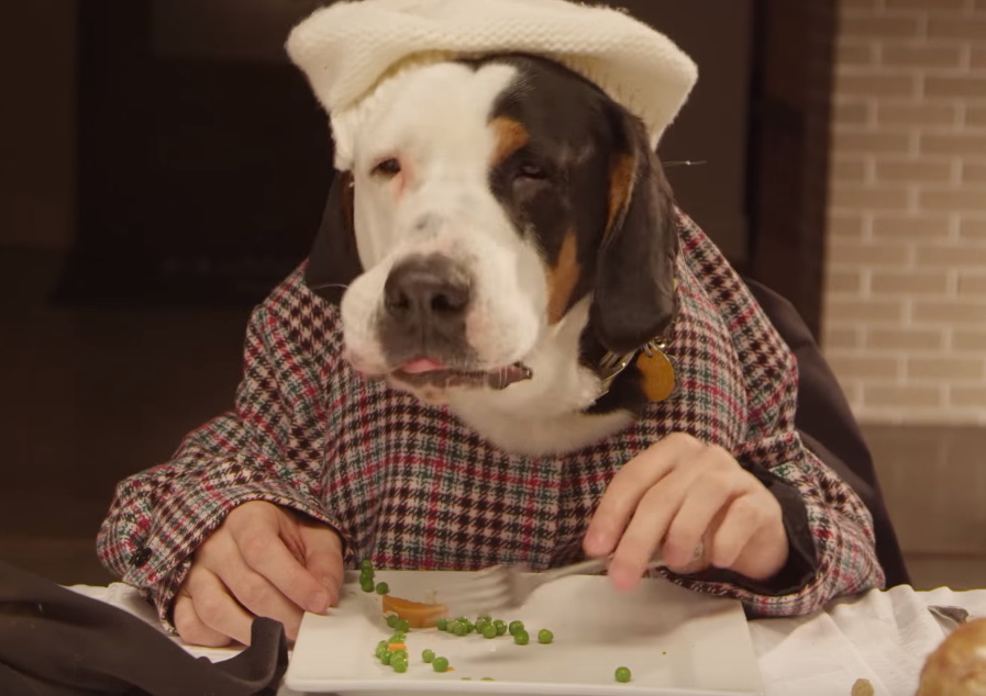 13 Dogs And 1 Cat Hilariously Enjoy Meal Together