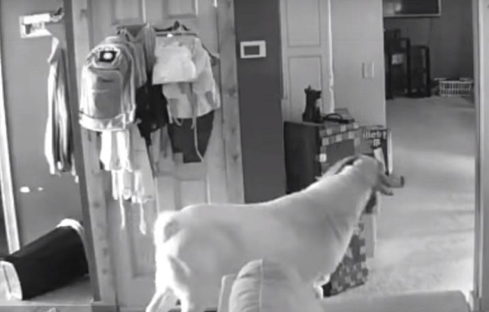 Teen finds house broken into and the unlikely culprit still inside