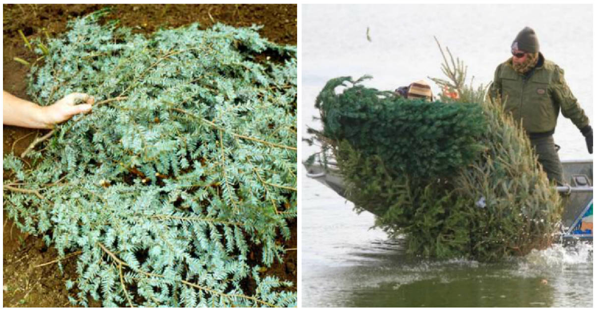 30 clever ways to reuse and recycle your Christmas tree this season