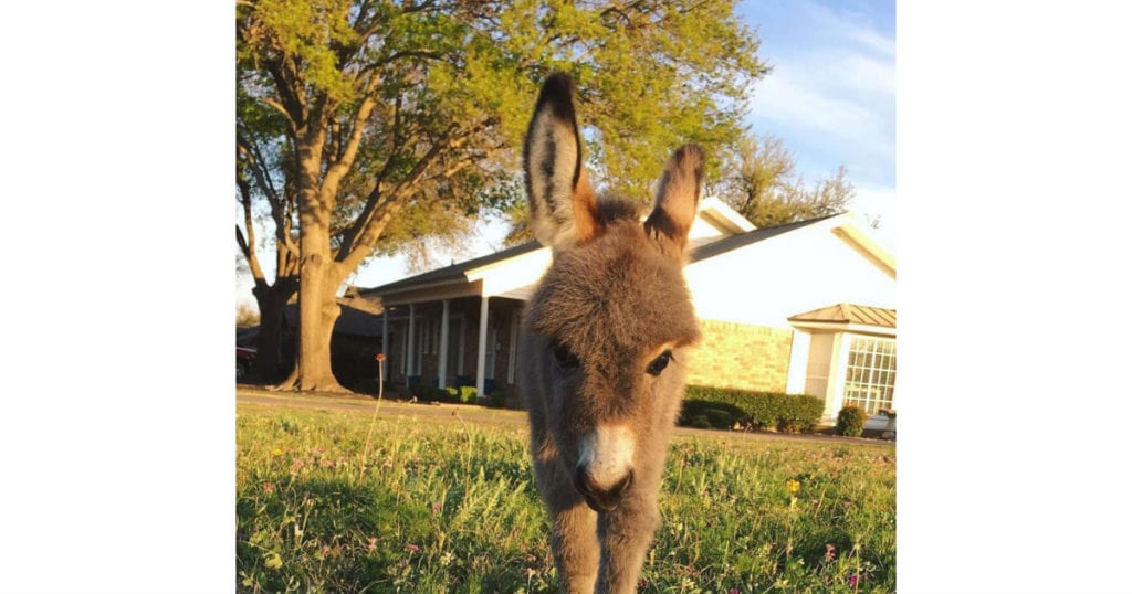 Donkey was nearly dead when teen rescued her – now the pair can’t be ...