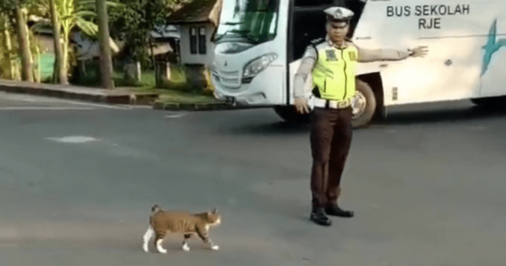 Officer notices cat waiting to cross the road – so he signals traffic ...