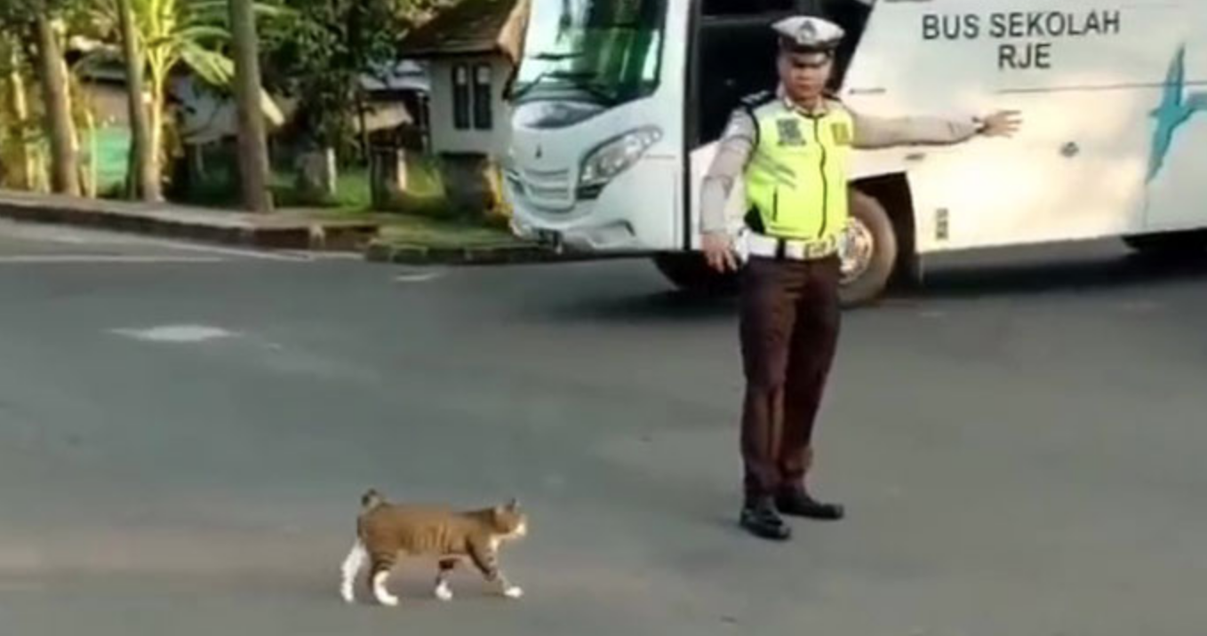 Officer notices cat waiting to cross the road – so he signals traffic ...