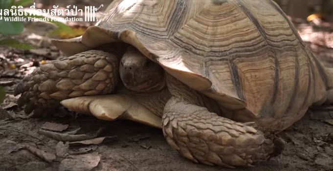 Giant tortoise meets a baby cow who is missing a leg – the two can’t be ...