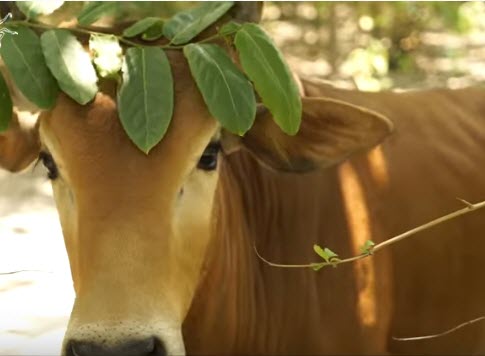 Giant tortoise meets a baby cow who is missing a leg – the two can’t be ...