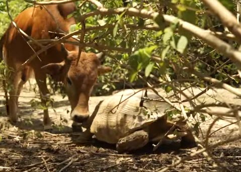 Giant tortoise meets a baby cow who is missing a leg – the two can’t be ...