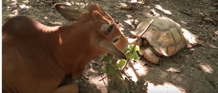 Giant tortoise meets a baby cow who is missing a leg – the two can’t be ...