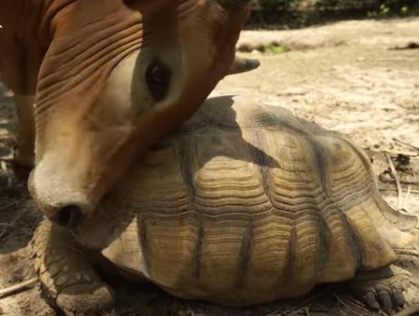 Giant tortoise meets a baby cow who is missing a leg – the two can’t be ...
