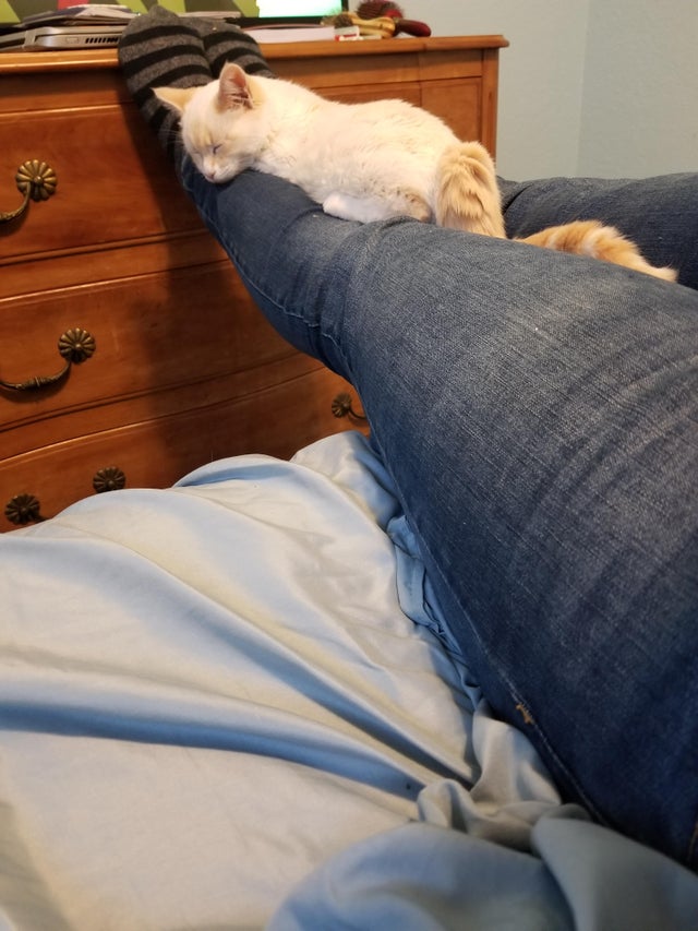 60+ Photos that show just how close we are to our pets