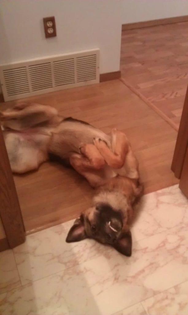 60+ Photos that show just how close we are to our pets