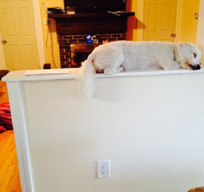 60 Dogs Convinced They Are Cats