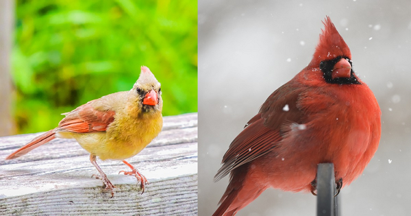 45 Birds as babies that look totally different when they grow up