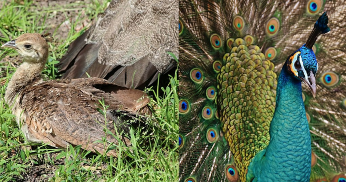 45 Birds as babies that look totally different when they grow up