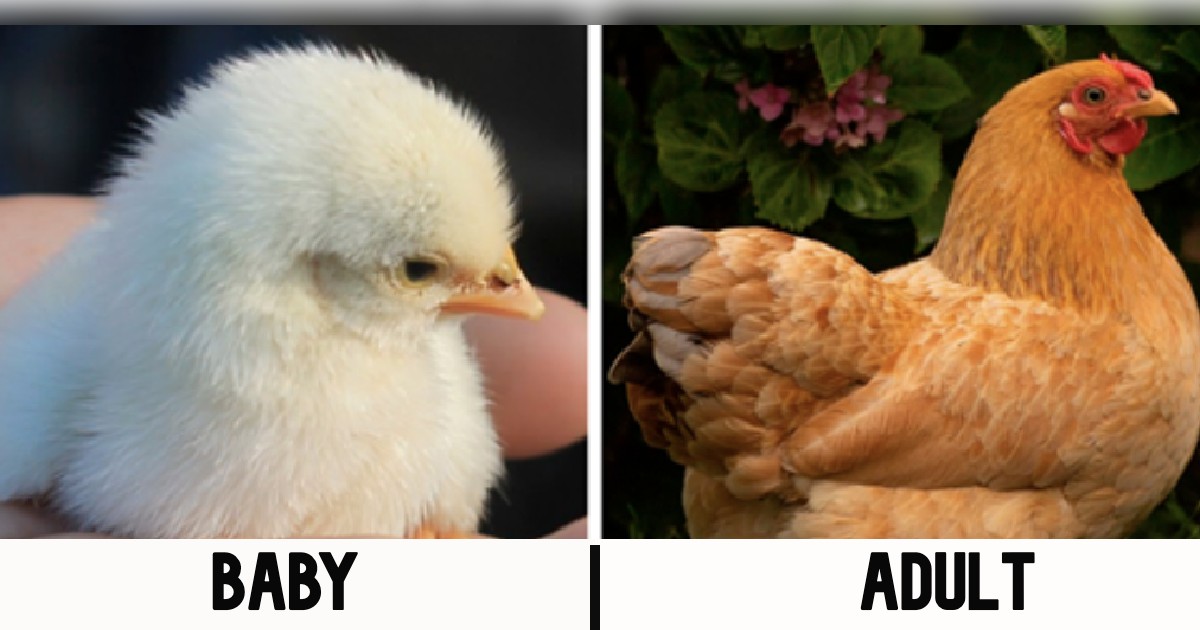 45 Birds as babies that look totally different when they grow up