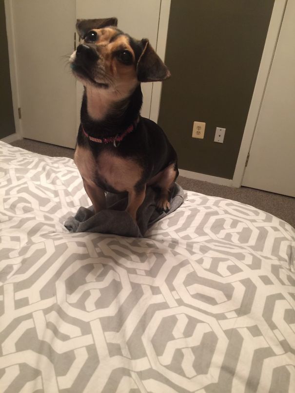 71 Kooky dogs that put their quirky habits on full display