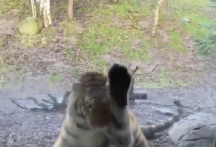Dad captures terrifying moment when hungry tiger lunges at his son