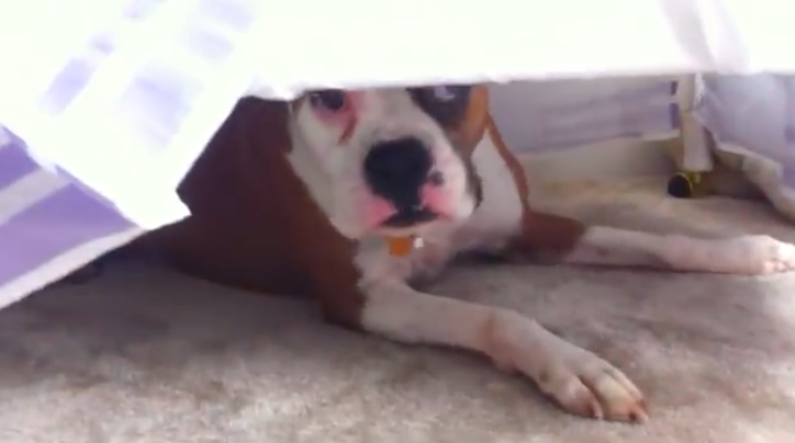 Dog hears newborn’s first cries – responds to let her know she’s not alone