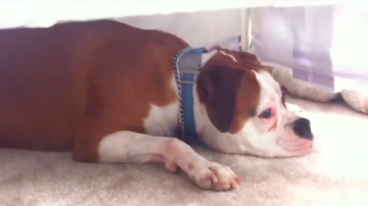 Dog hears newborn’s first cries – responds to let her know she’s not alone