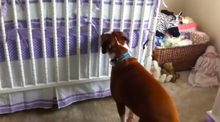 Dog hears newborn’s first cries – responds to let her know she’s not alone
