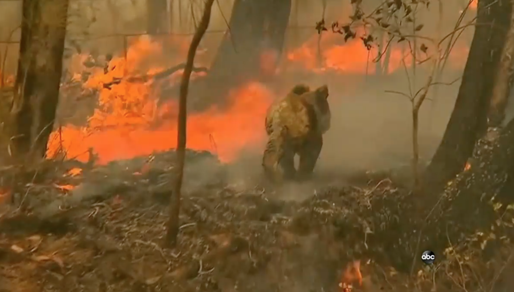 Hero dog sees owner frantically putting out wildfire – jumps into ...